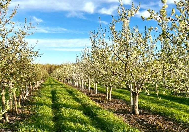 9 vergers québécois où profiter des pommiers en fleurs - Terroir et ...