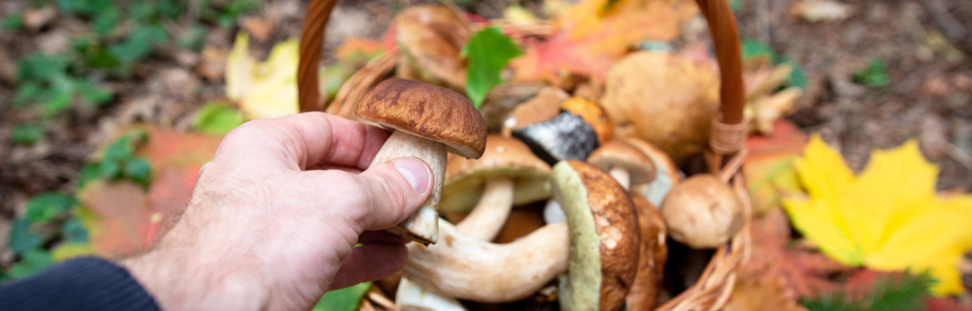 La cueillette de champignons au Québec : un guide pour débuter l ...